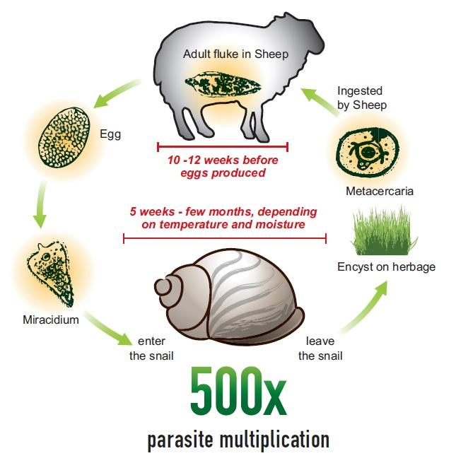 Licence Number : LM/CN/48