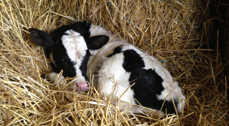 Scour - Causes, Prevention and Cures to keep your herd in top shape ...