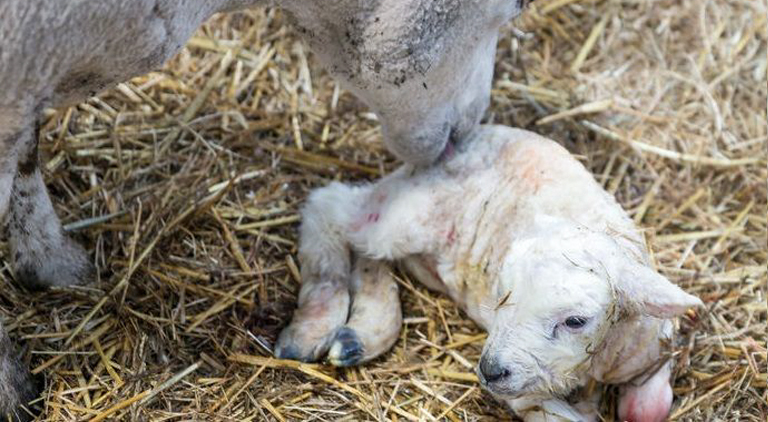 Reducing Lamb Losses within the first 24 hours after birth | agridirect.ie