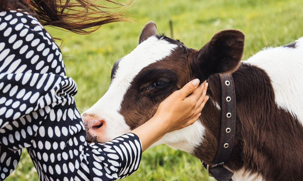 The Animal Welfare strategy: how will it impact small farmers ...