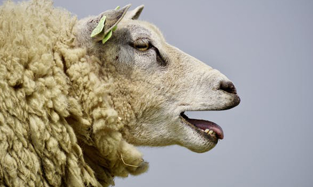 Tupping Season: Flock Preparation Should Start Now | agridirect.ie