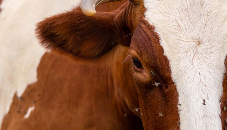 Cattle Parasite Control Guide | agridirect.ie