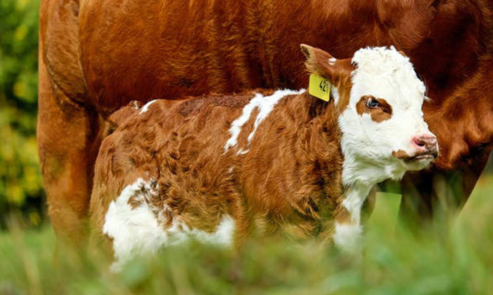 Calving season: 5 top tips for debudding young calves | agridirect.ie