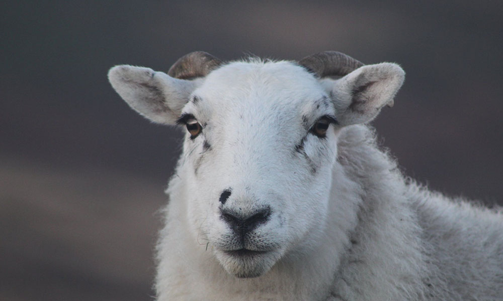 Orf in Sheep: can we prevent or treat it? | agridirect.ie