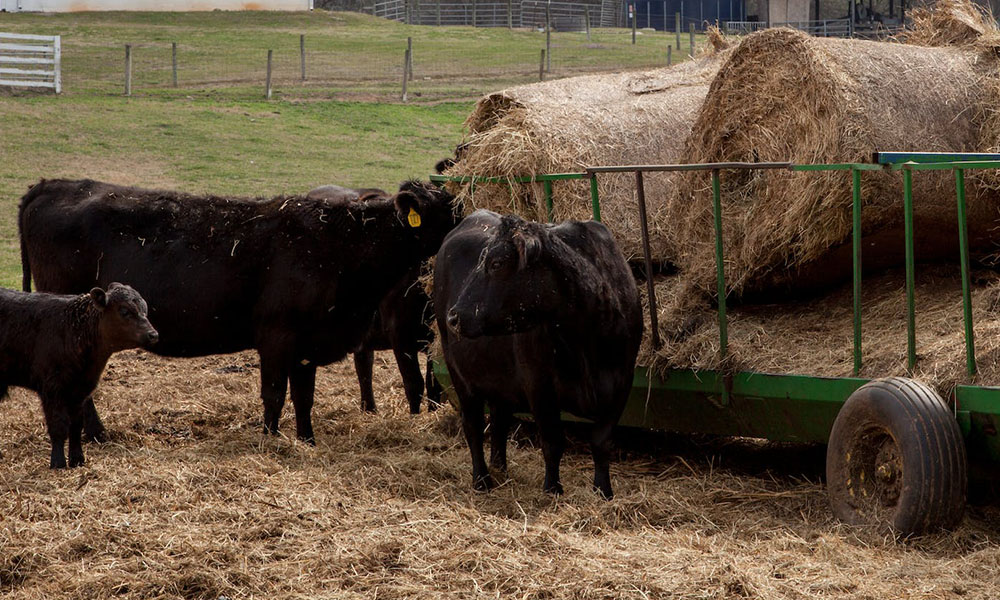3 Great Ways of Preventing Grass Tetany | agridirect.ie