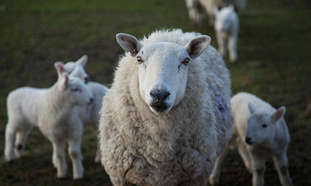Indoor Lambing: the Basics of Yeaning on Your Farm this Winter ...