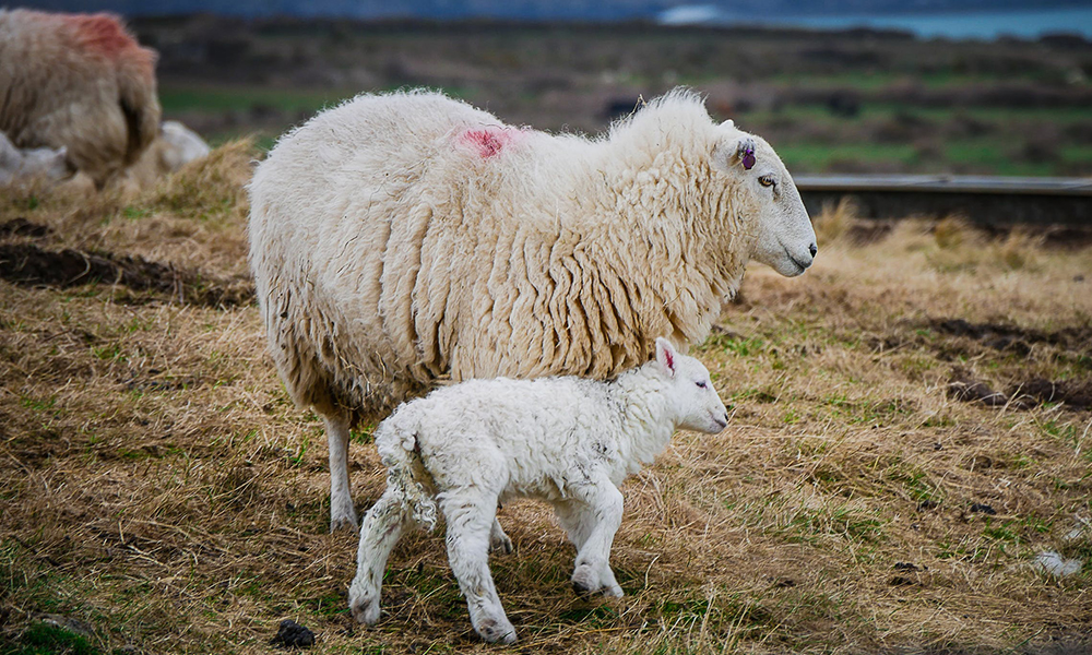 Tupping Season: Our Top 4 Easy Lambing Breeds | agridirect.ie