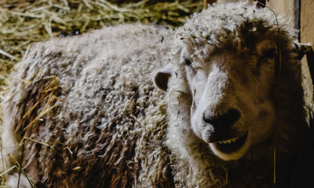 Livestock pneumonia: knowing the early signs is key | agridirect.ie