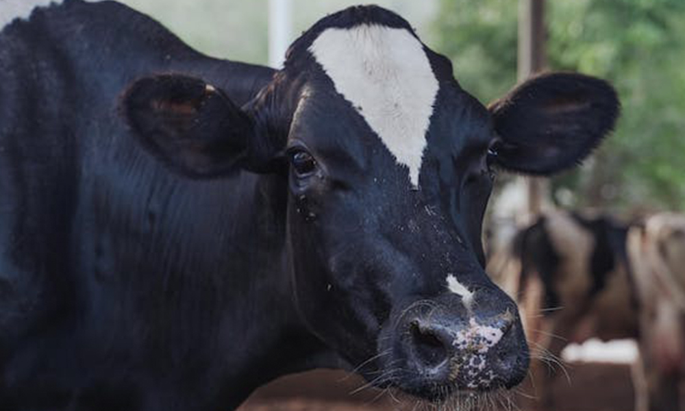 Parasite Watch: Managing Stomach Worms In Cattle | agridirect.ie