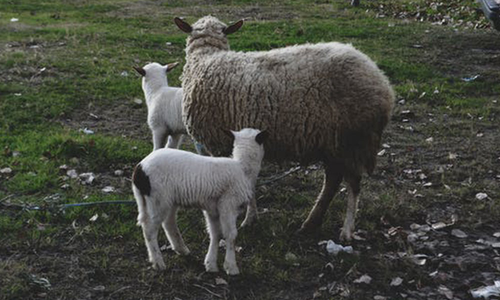 Twin Lamb Disease: Symptoms, Treatment and Prevention | agridirect.ie