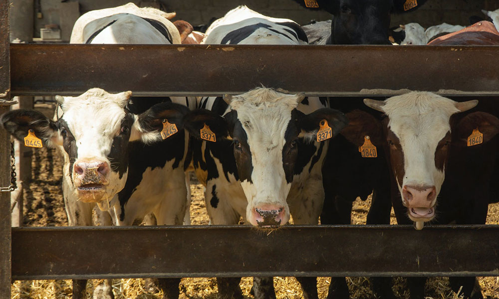 Winter Housing: 5 Key Steps for Success | agridirect.ie