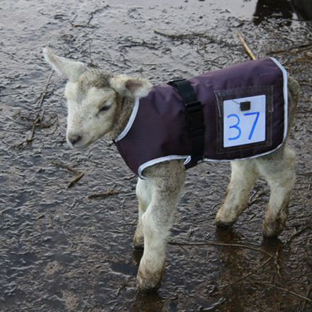Cosy Lamb Jacket|Agridirect | agridirect.ie