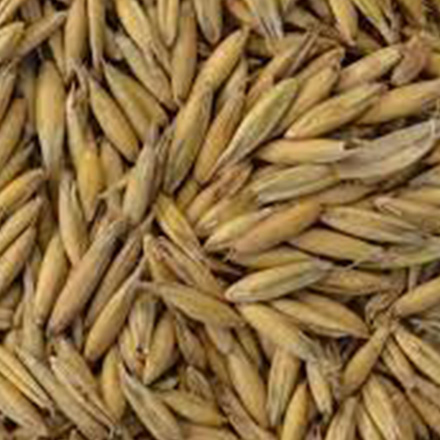 Spring Oats Seed 50KG | agridirect.ie