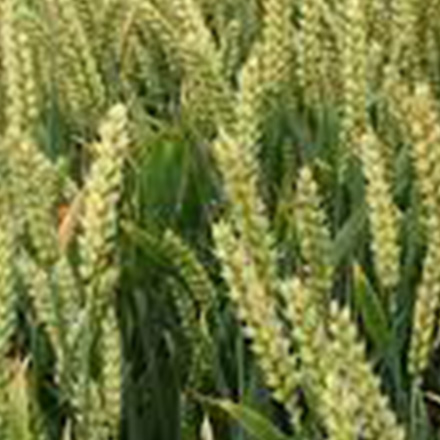 Spring Oats Seed 50KG | agridirect.ie