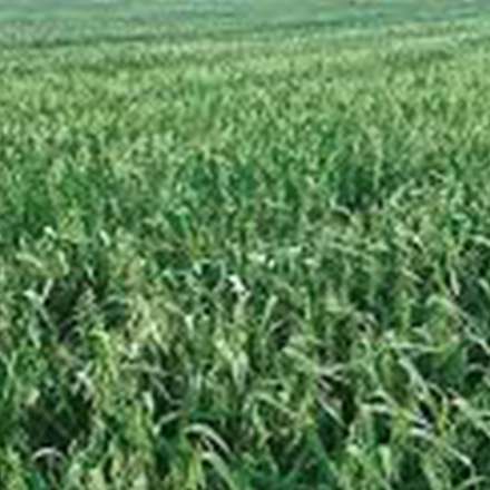 Spring Oats Seed 50KG | agridirect.ie